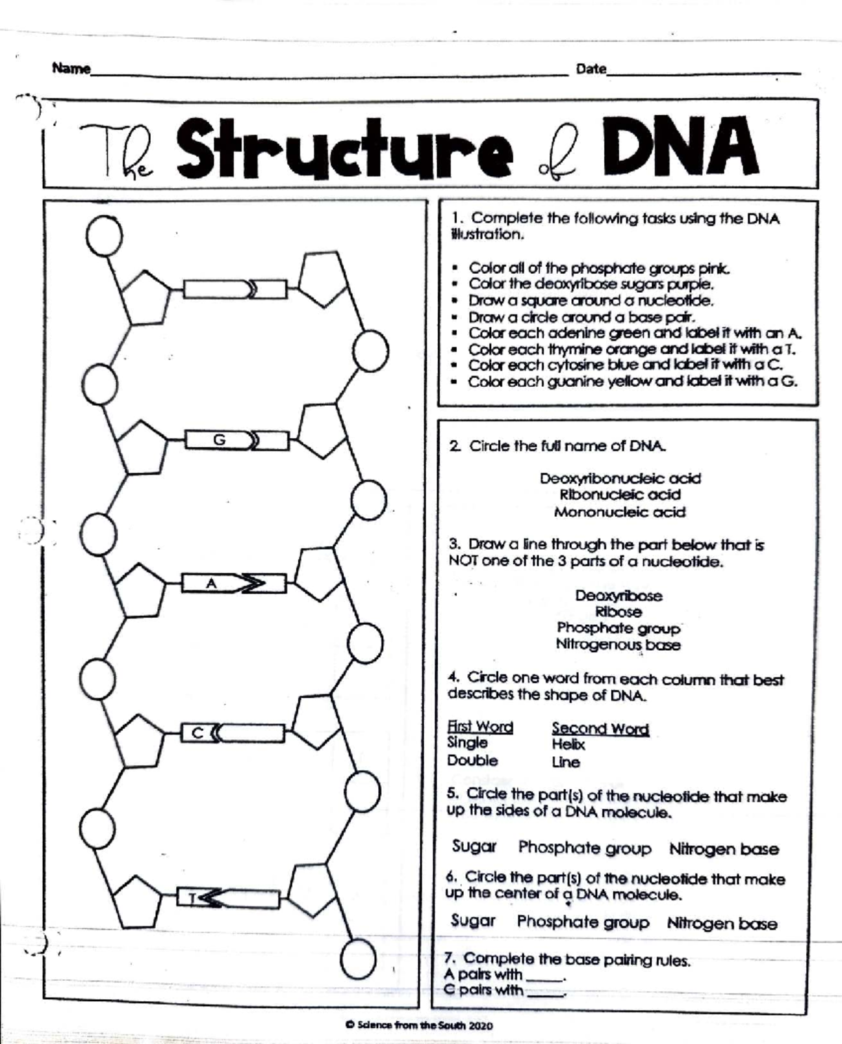 Structure of DNA Worksheet - TQ I 2020 - Studocu