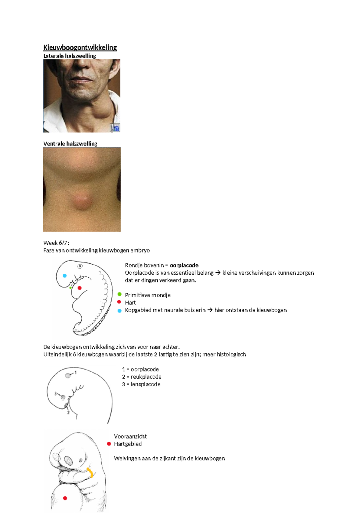 Kieuwboogontwikkeling: Een Overzicht van Embryonale Ontwikkeling ...