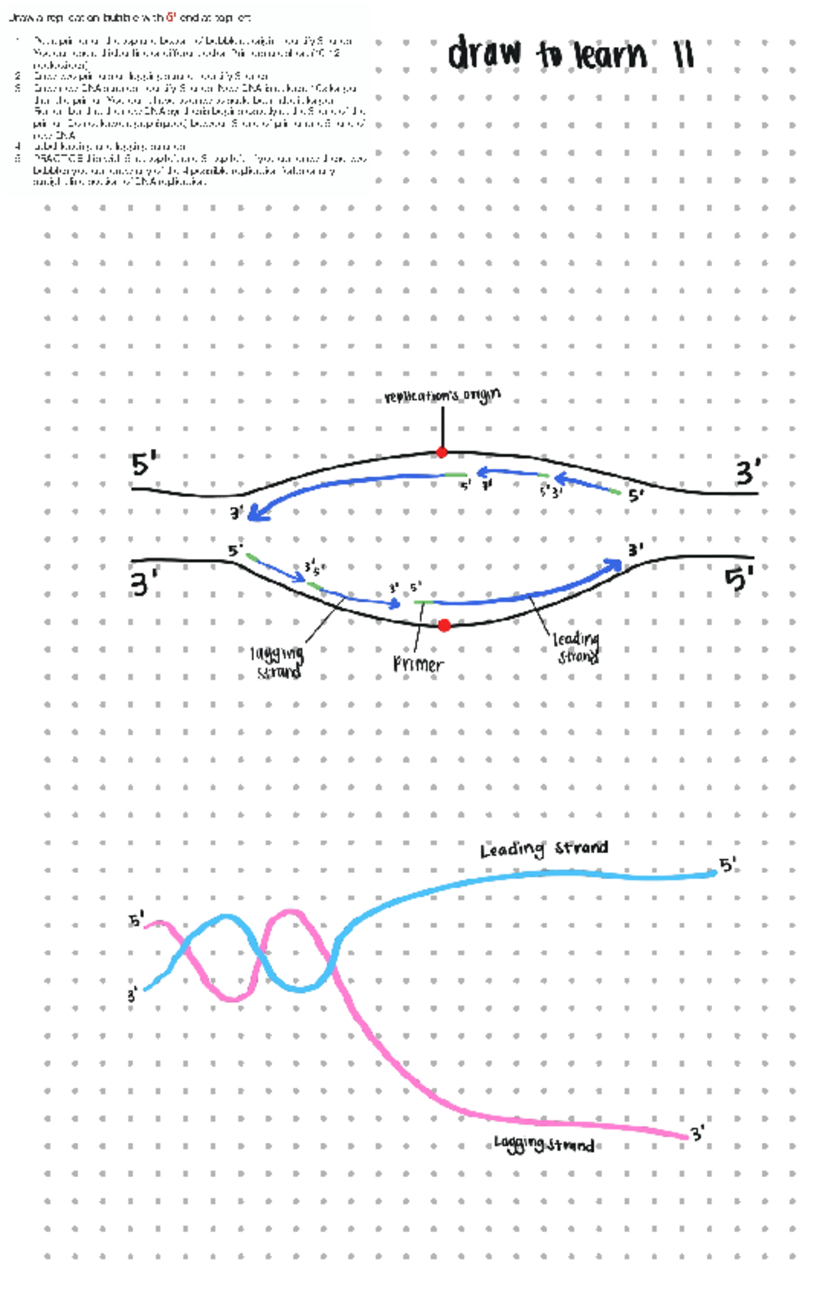 Biol 101: Drawing DNA Replication Bubbles for Learning - Studocu