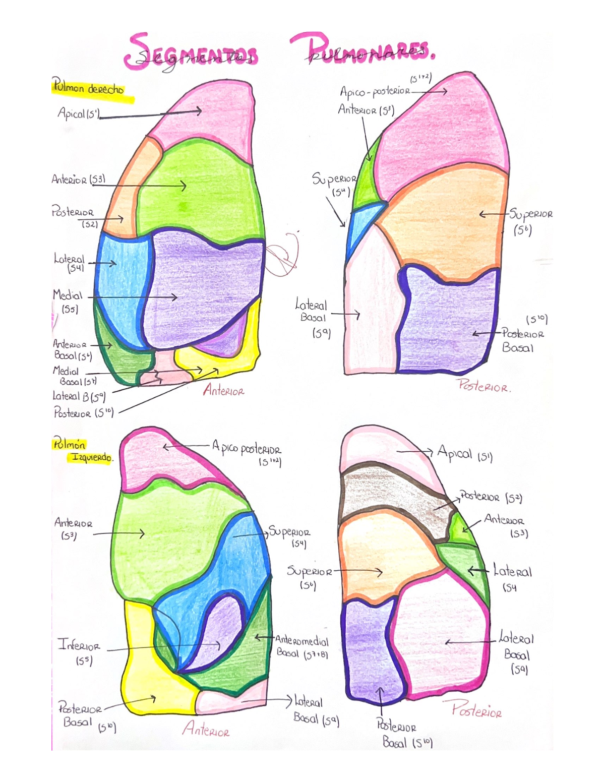 Anatomía Descriptiva de los Segmentos Pulmonares y su Dibujo - Studocu