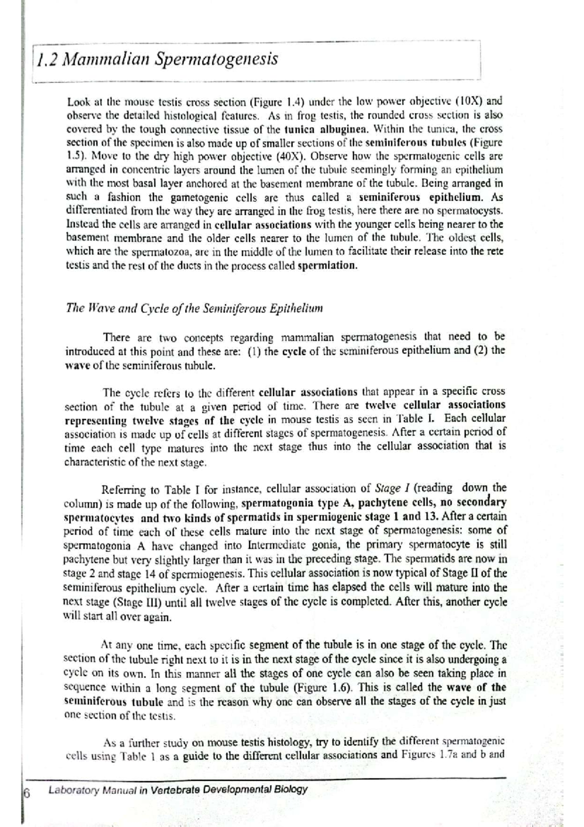 Lab Activity 2 Mammalian Spermatogenesis 1 Mammalian Spermatogenesis Look At The Mouse Testis