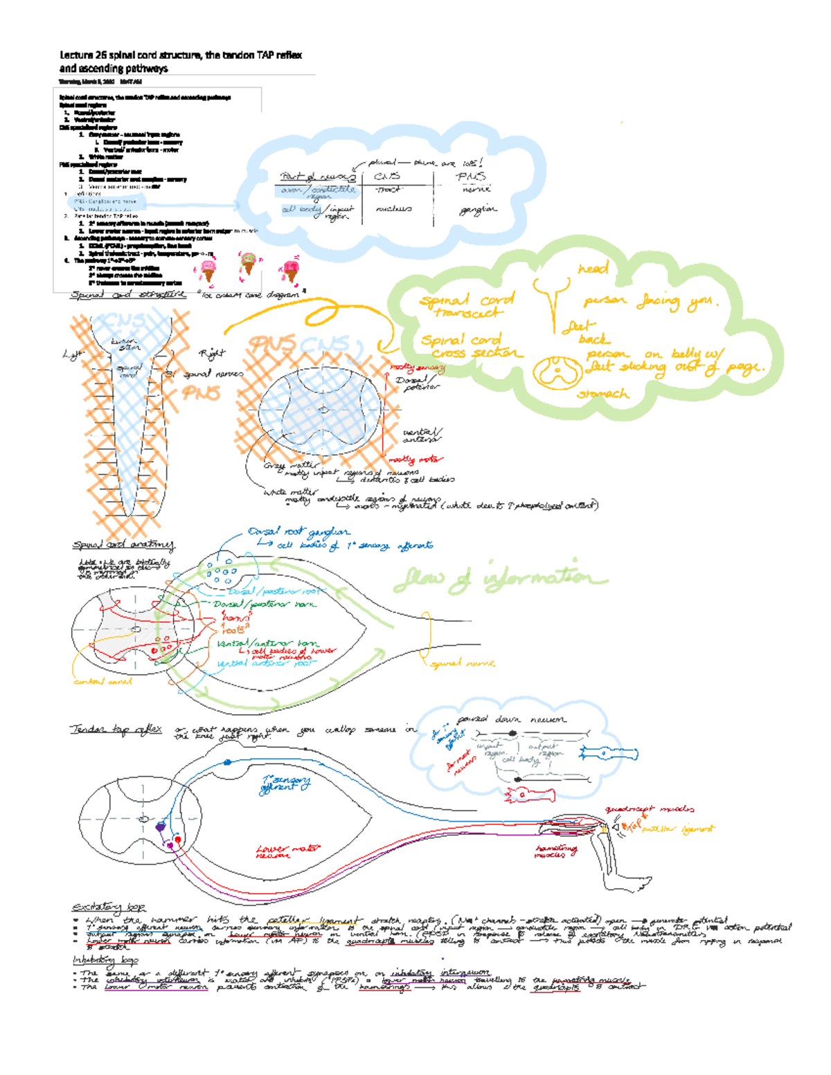 BMS300 Lecture 26: Spinal Cord Structure & Tendon Tap Reflex Insights ...
