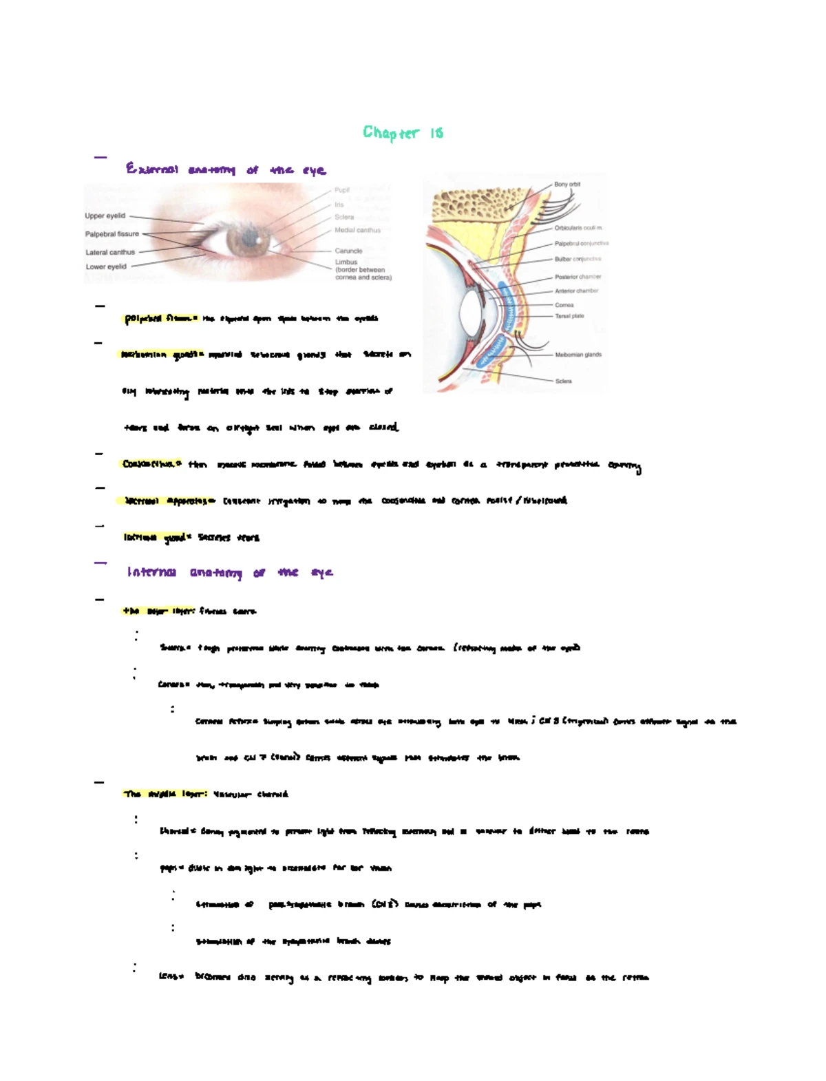 Health assessment chapter 12: Nutrition Assessment - Chapter 12 ...