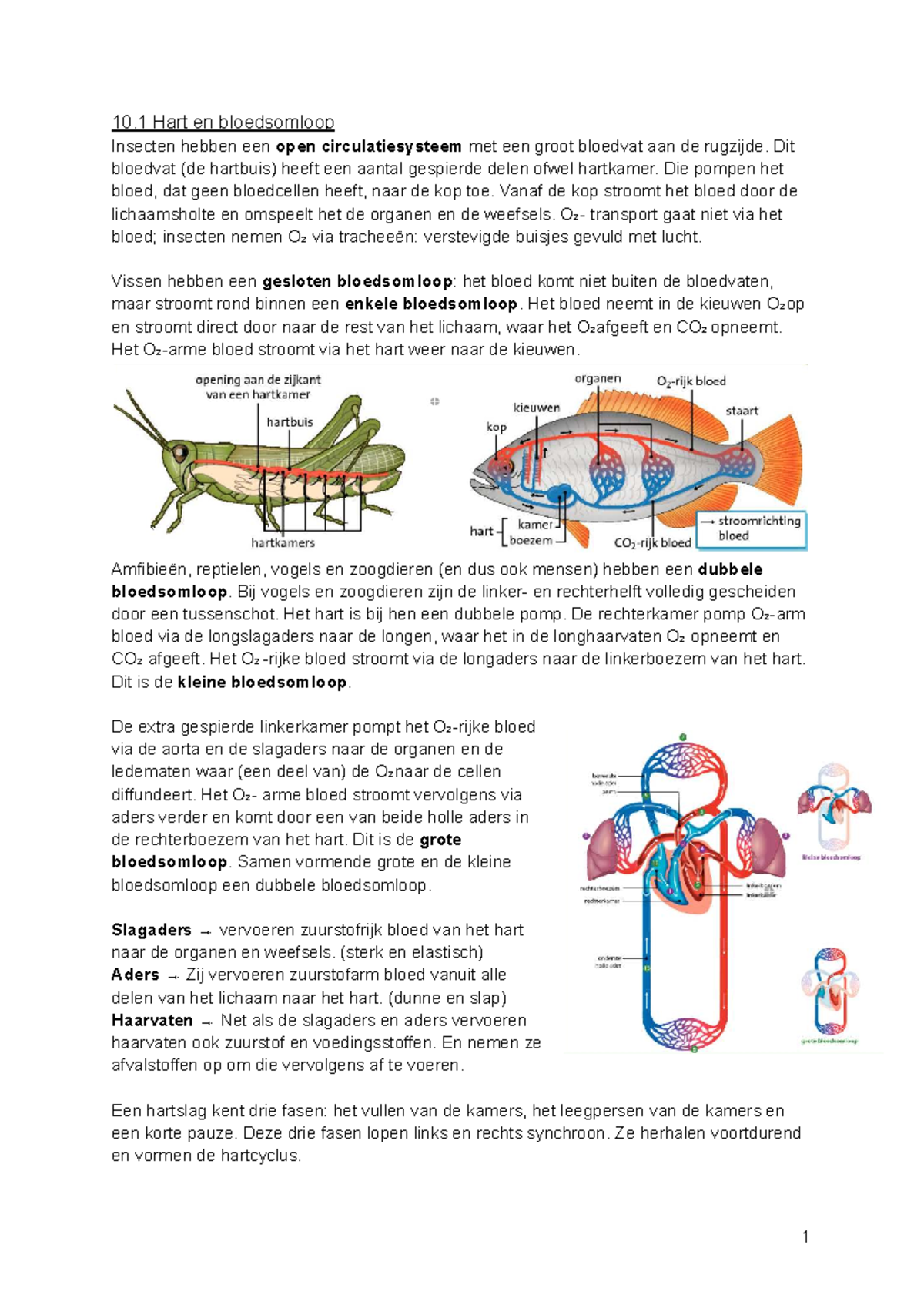 Biologie TW1 - Samenvatting Hart, Bloedsomloop en Transportprocessen ...
