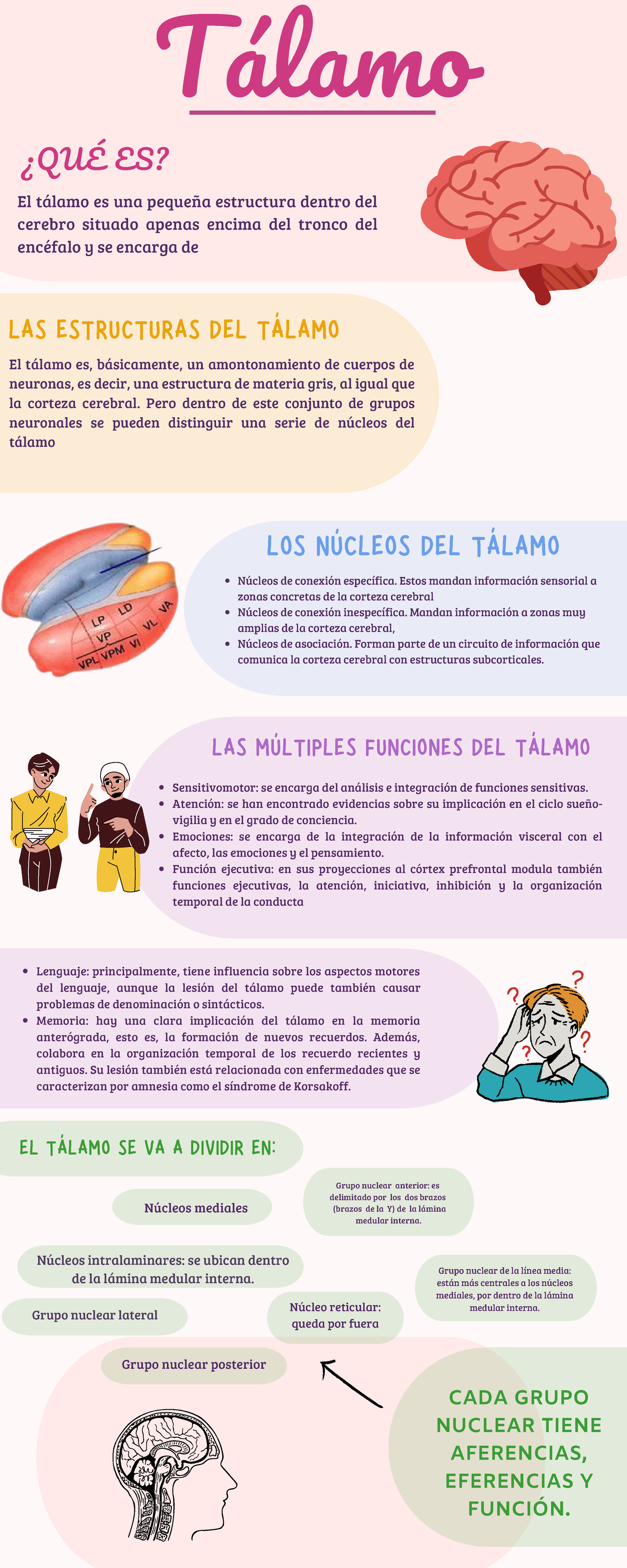 Tálamo: Funciones y Estructuras en Fisiología del Cerebro - Studocu