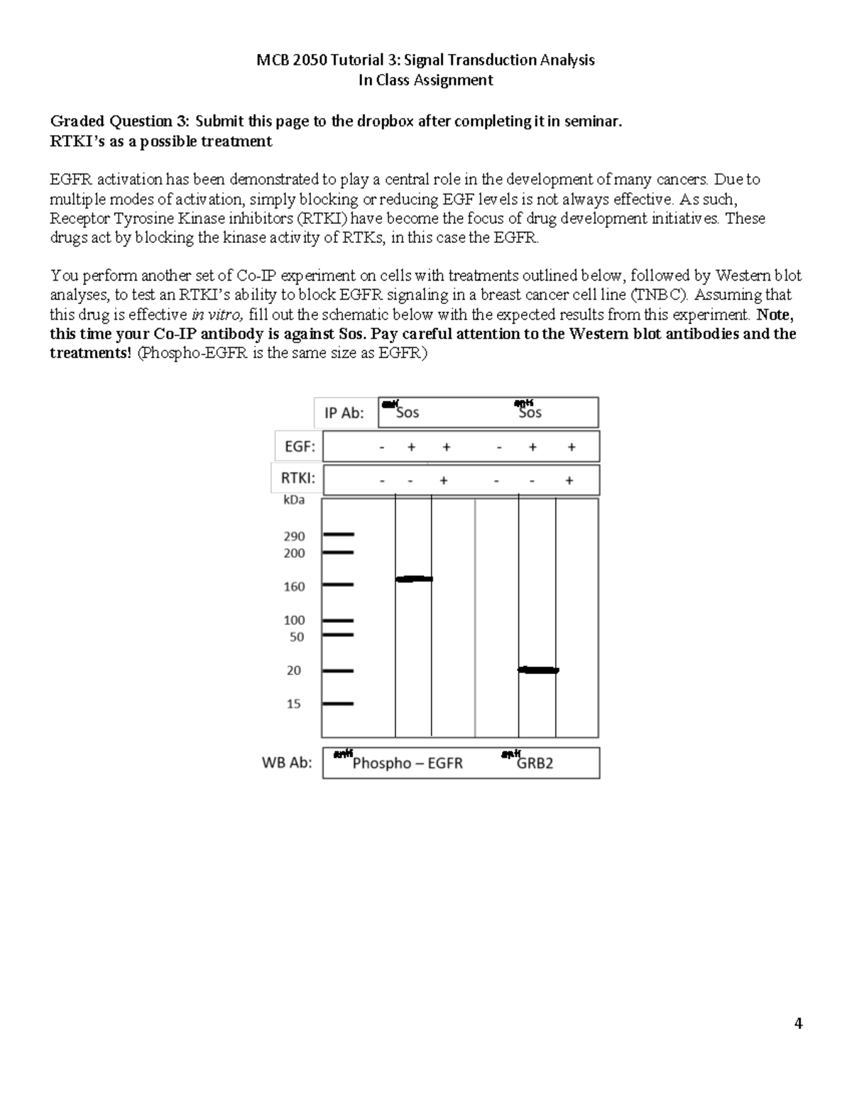 F23 Signal transduction Seminar 3 PDF - MCB 2050 Tutorial 3 : Signal ...