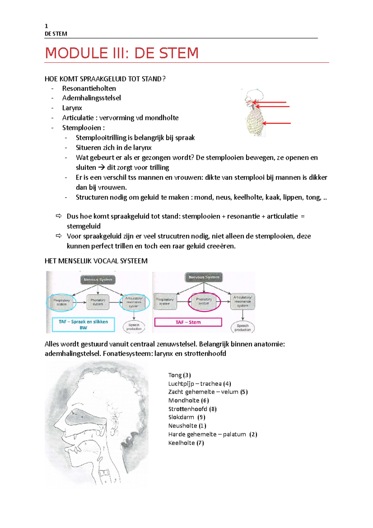 anatomie van stem - DE STEM MODULE III: DE STEM HOE KOMT SPRAAKGELUID ...