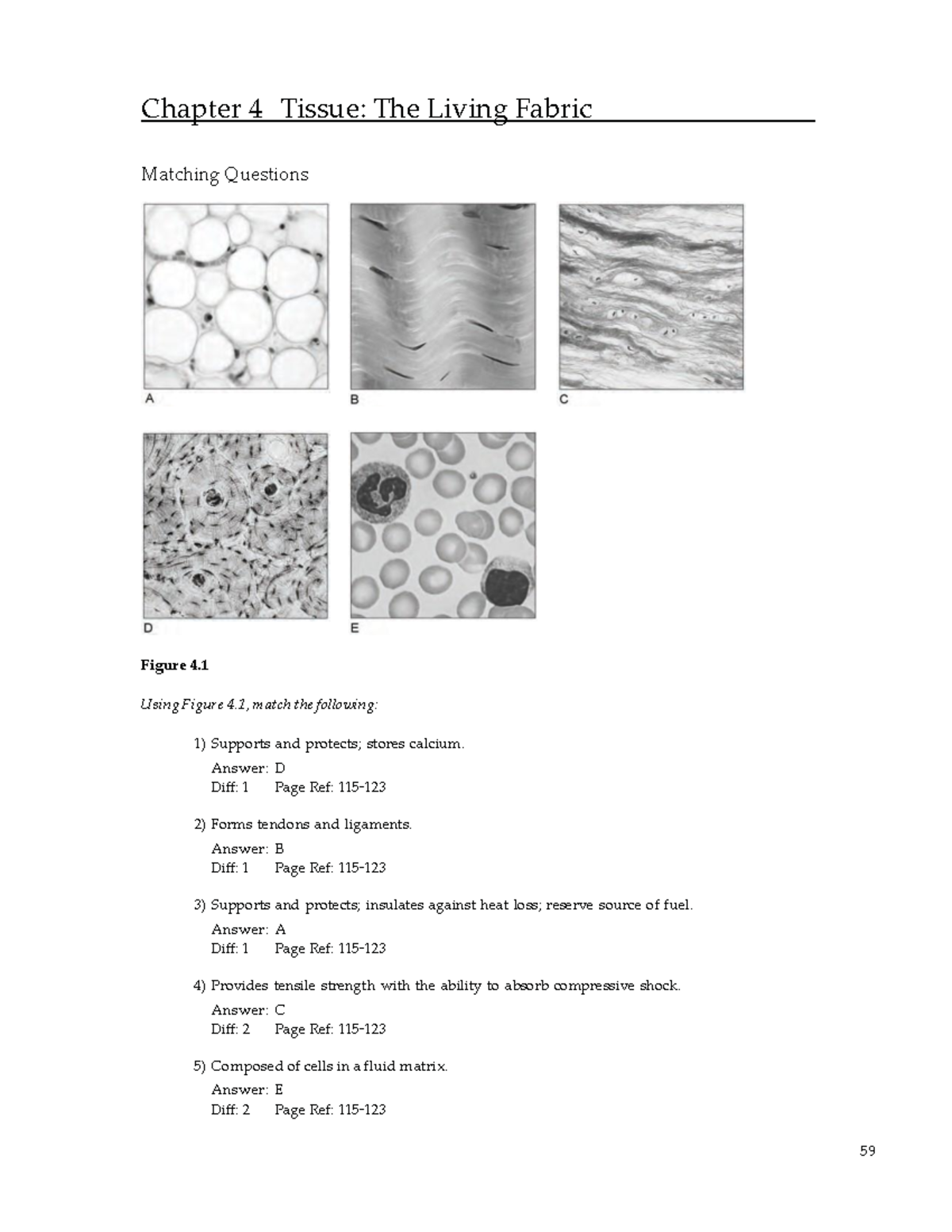 Chapter 4 Tissue The Living Fabric - Chapter 4 Tissue: The Living ...