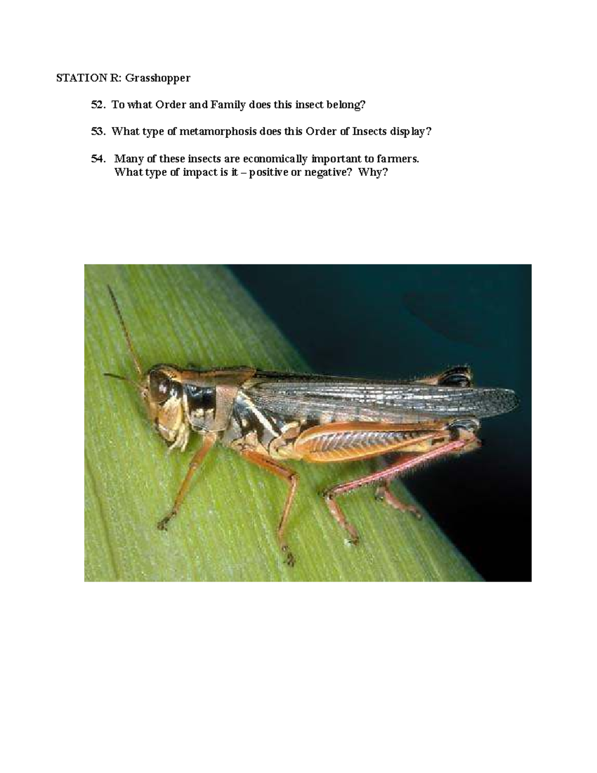 Grasshopper- Entomology - STATION R: Grasshopper 52. To what Order and ...