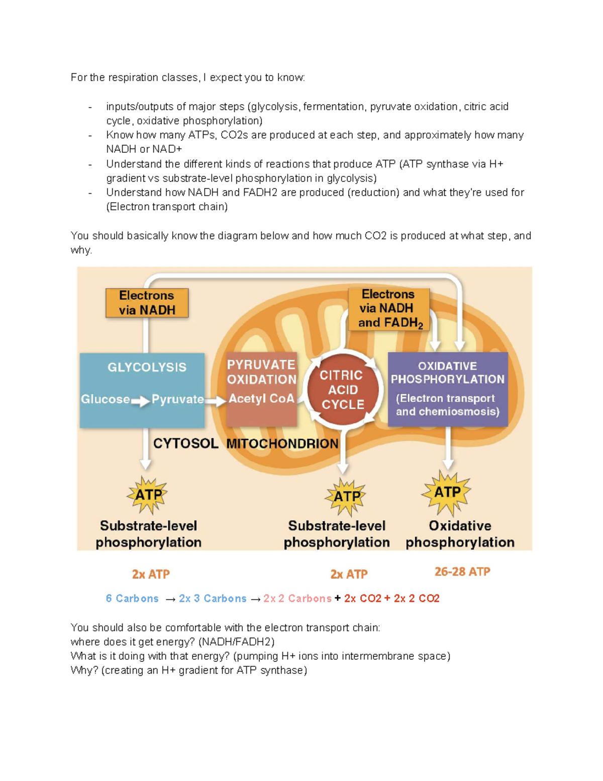 Understanding Respiration Processes and ATP Production: Key Concepts (BIO 101) - Studocu