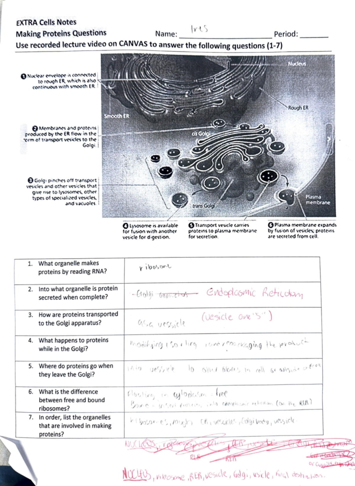 Adobe Scan Dec 1, 2023 - Bio - EXTRA Cells Notes Making Proteins ...