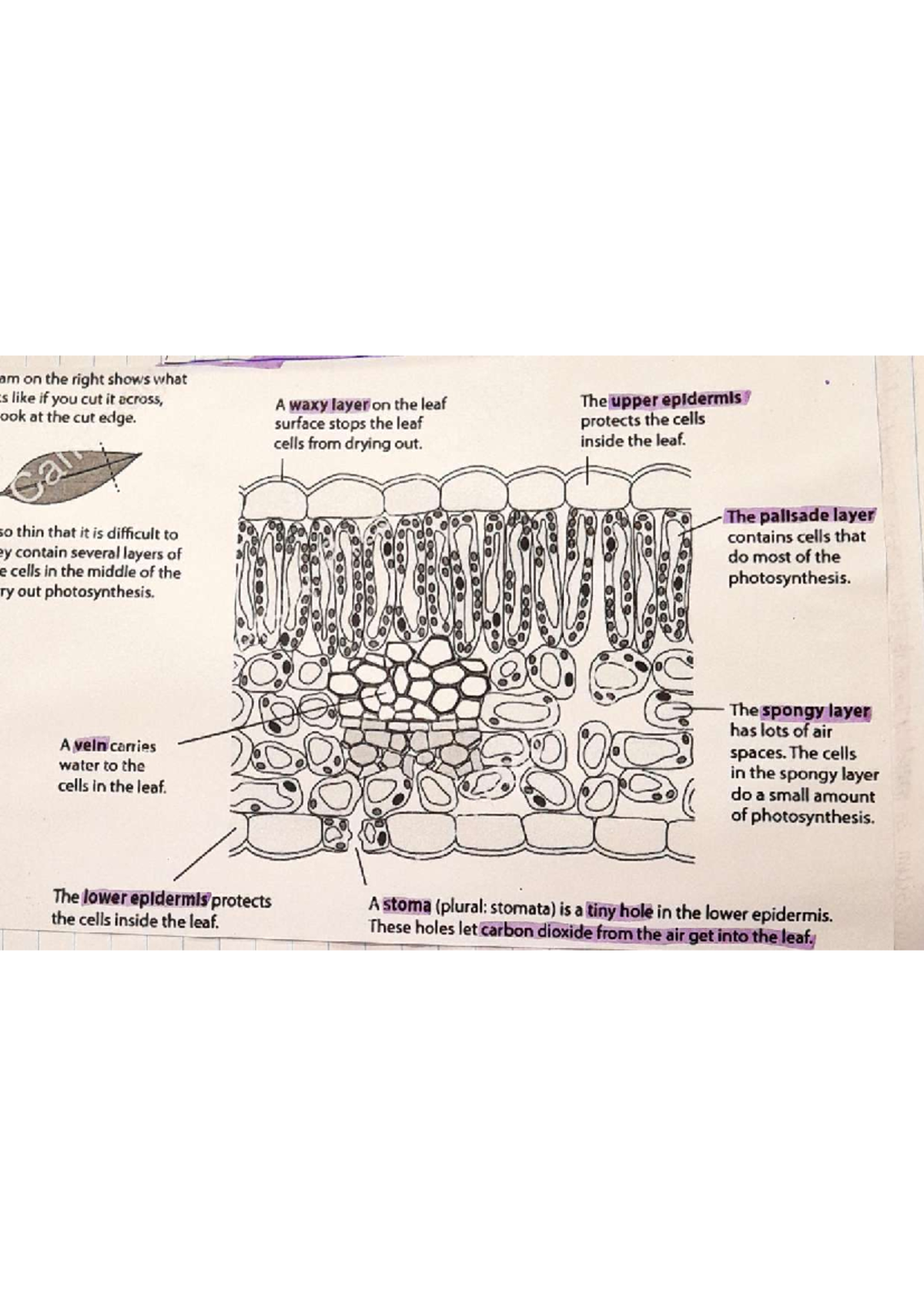 Leaf Cross-Section Diagram: Structure and Function Analysis - Studocu
