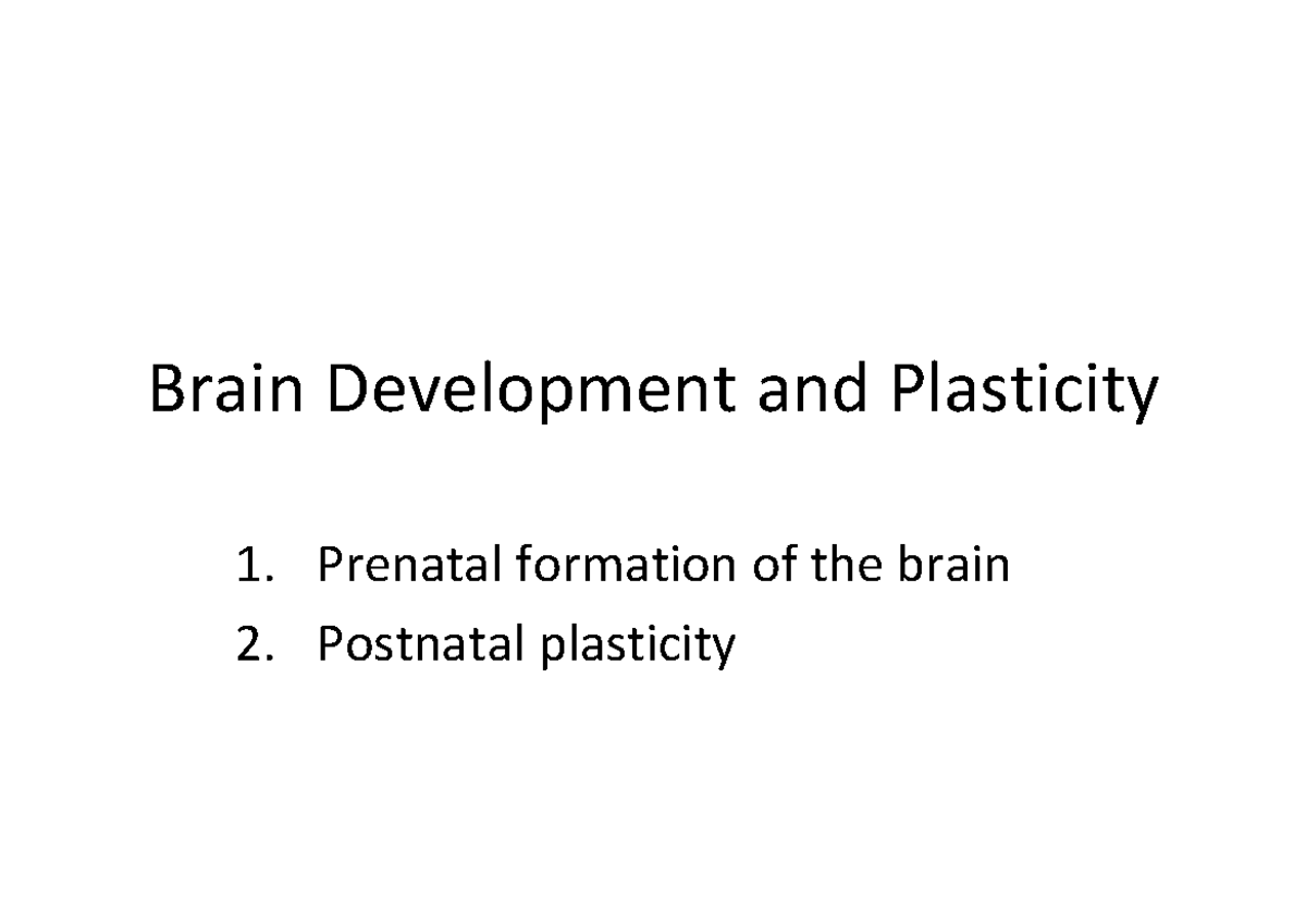 Brain Development and Plasticity: Prenatal to Postnatal Changes - Studocu