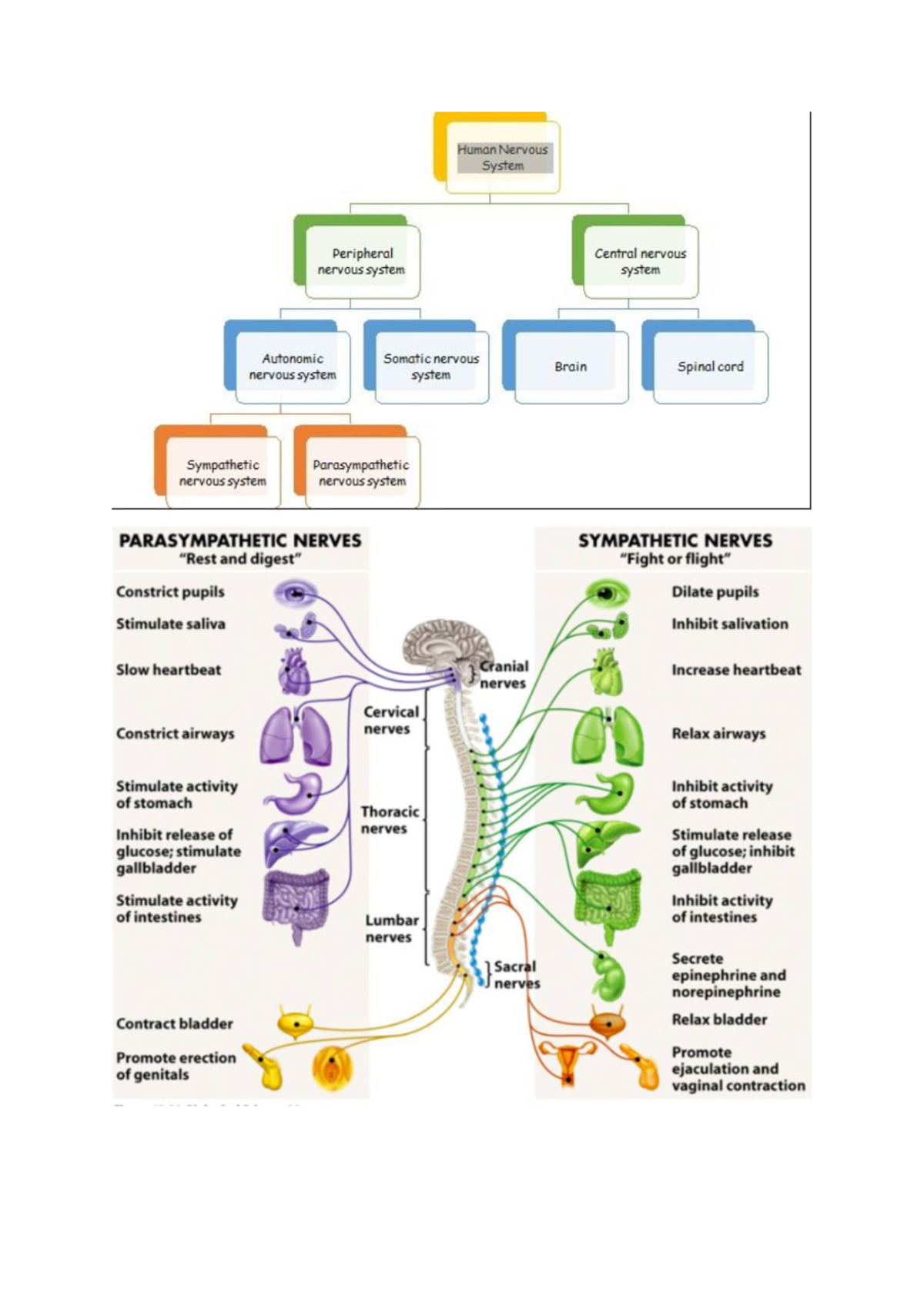 Psych NS breakdown - Human Nervous System Peripheral Central nervous ...