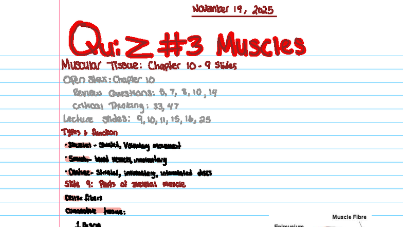 Muscle Groups and Functions: Anatomy Notes for Chapter 10 (Quiz T3 ...