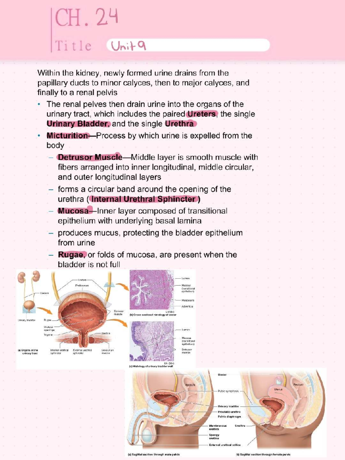 Final Exam Prep Notes for Course ABC123: Urinary System Overview - Studocu