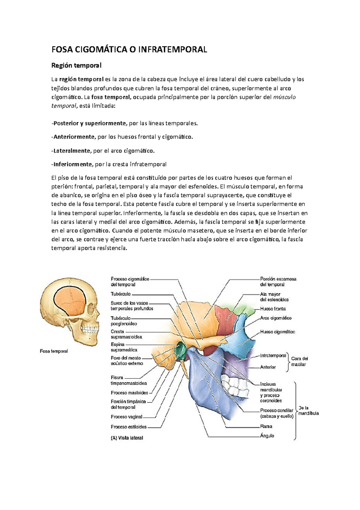 Grupo 2 seminario - FOSA CIGOMÁTICA O INFRATEMPORAL Región temporal La ...