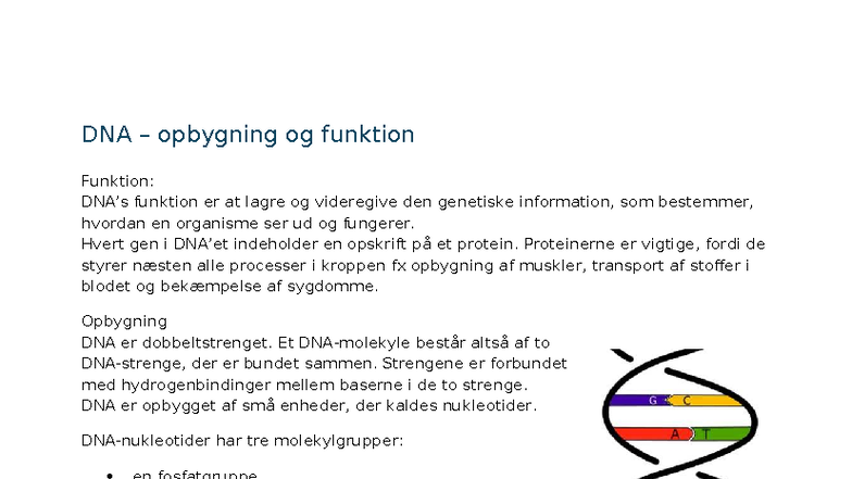 DNA – opbygning og funktion - DNA – opbygning og funktion Funktion: DNA ...