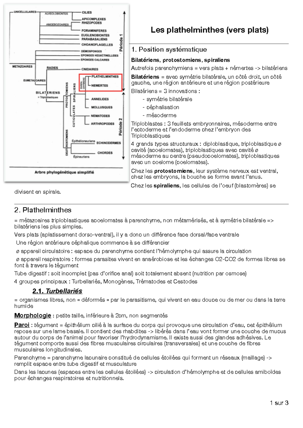 4 les plathelminthes pdf - Les plathelminthes (vers plats) 1. Position ...