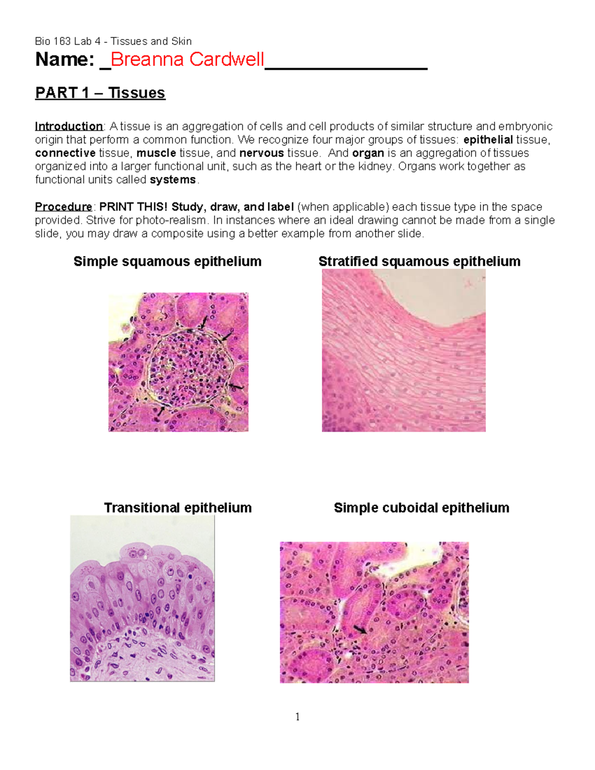 Lab 4 - Tissues and Skin - Homework - Name: Breanna Cardwell ...