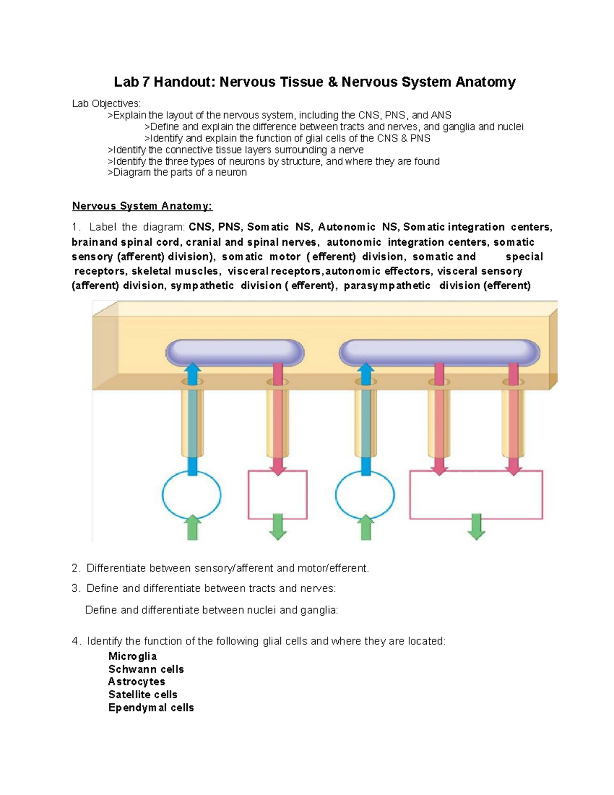 Lab 7: Overview of Nervous Tissue & Anatomy of Nervous System - Studocu