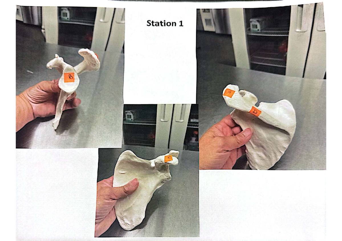 Anatomy Stations Overview and Identification Guide - Studocu