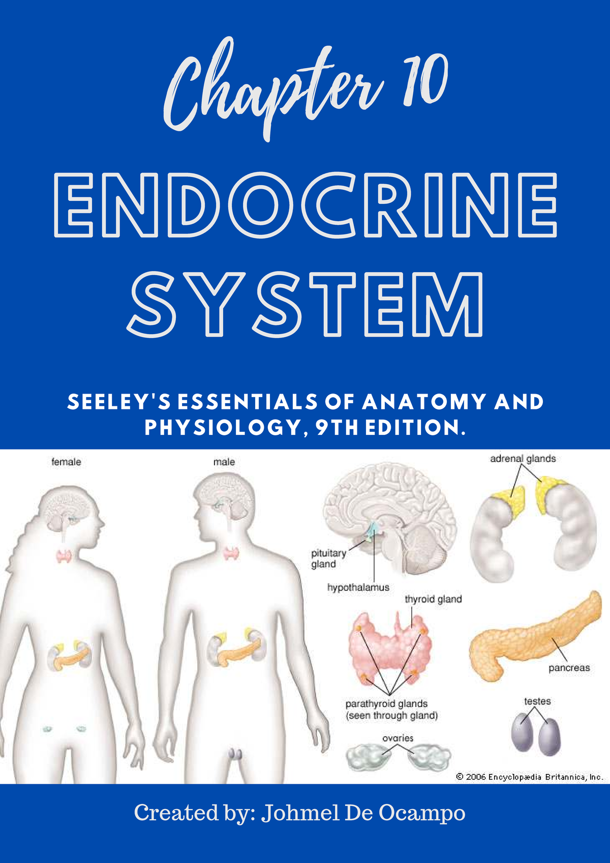 Anatomy & Physiology 9th Ed: Chapter 10 - Endocrine System Essentials ...