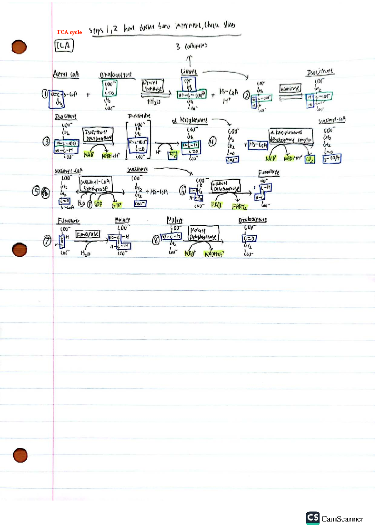 TCA Cycle Steps & Biochemical Pathways Overview (BIO 101) - Studocu