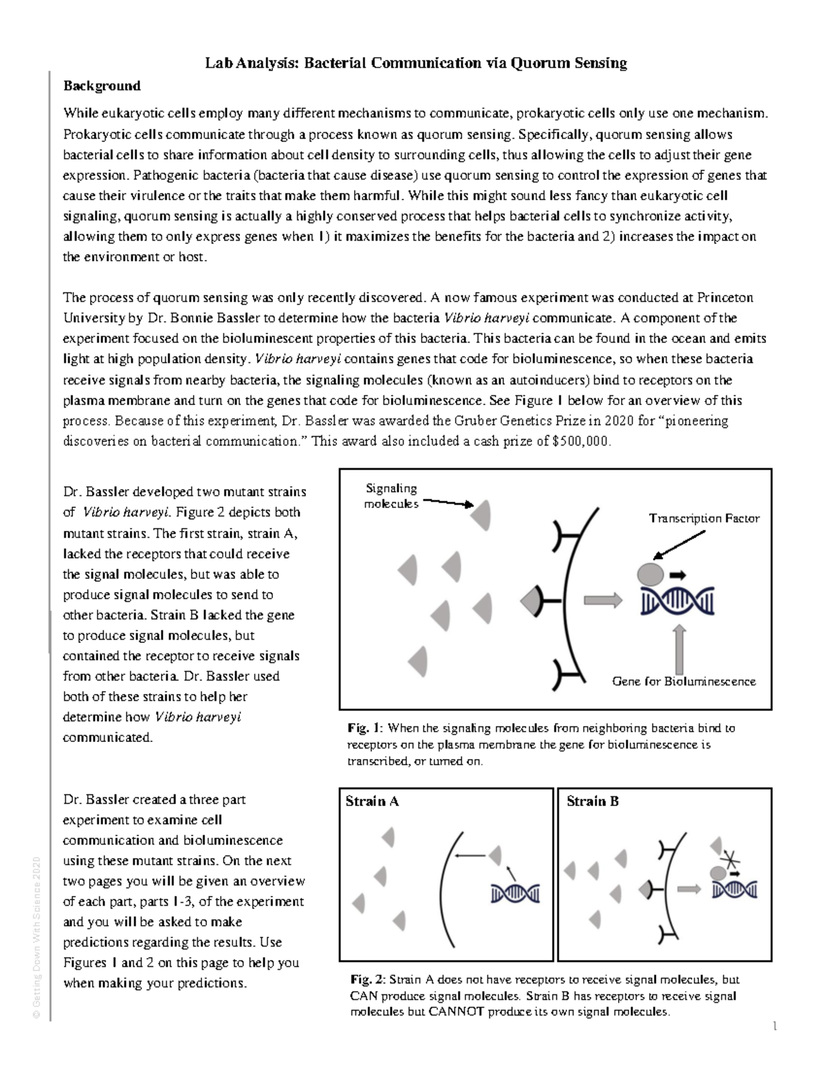 4 Quorum Sensing copy - its about biology - © Getting Down With Science ...