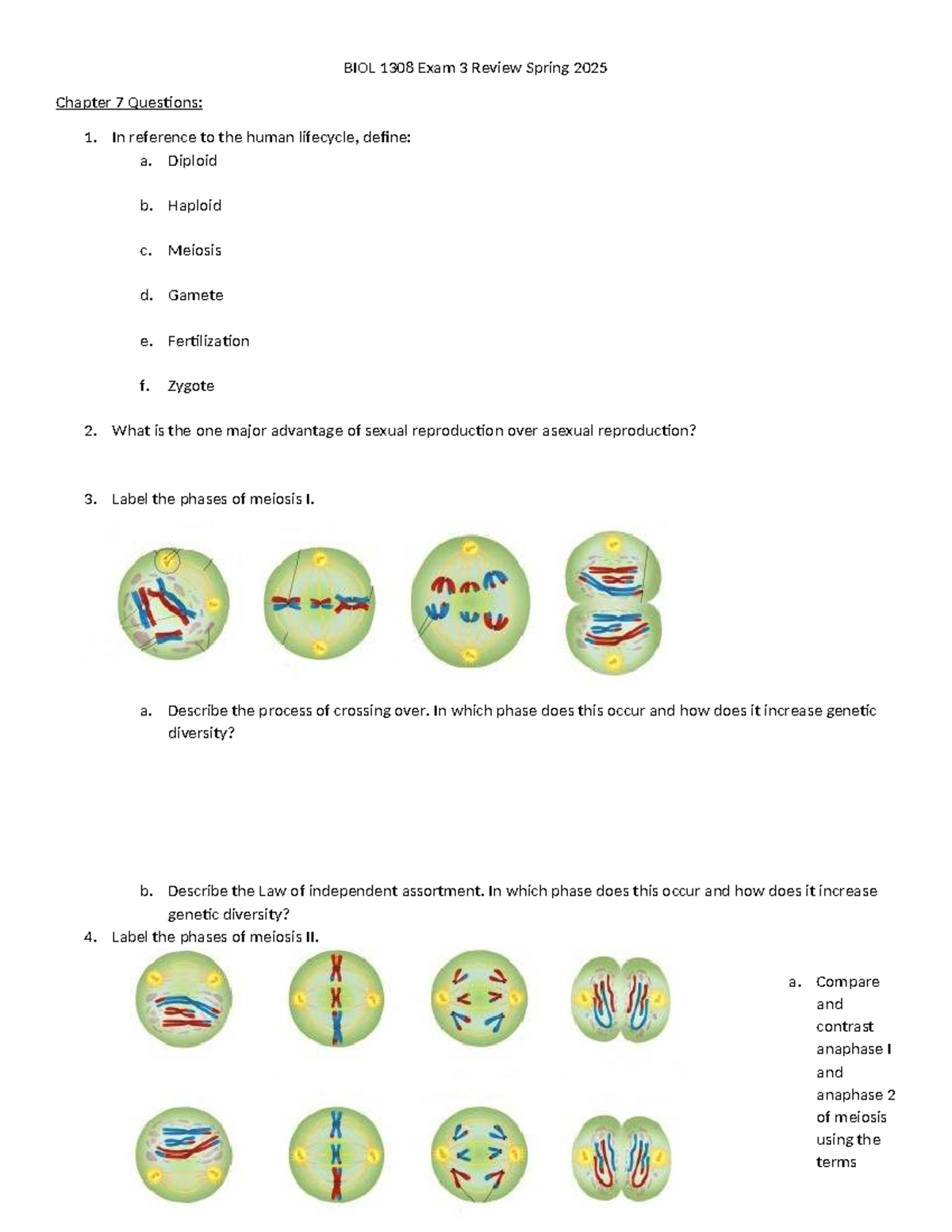 BIOL 1308 Exam 3 Review: Genetics, Meiosis & DNA Concepts (Spring 2025 ...