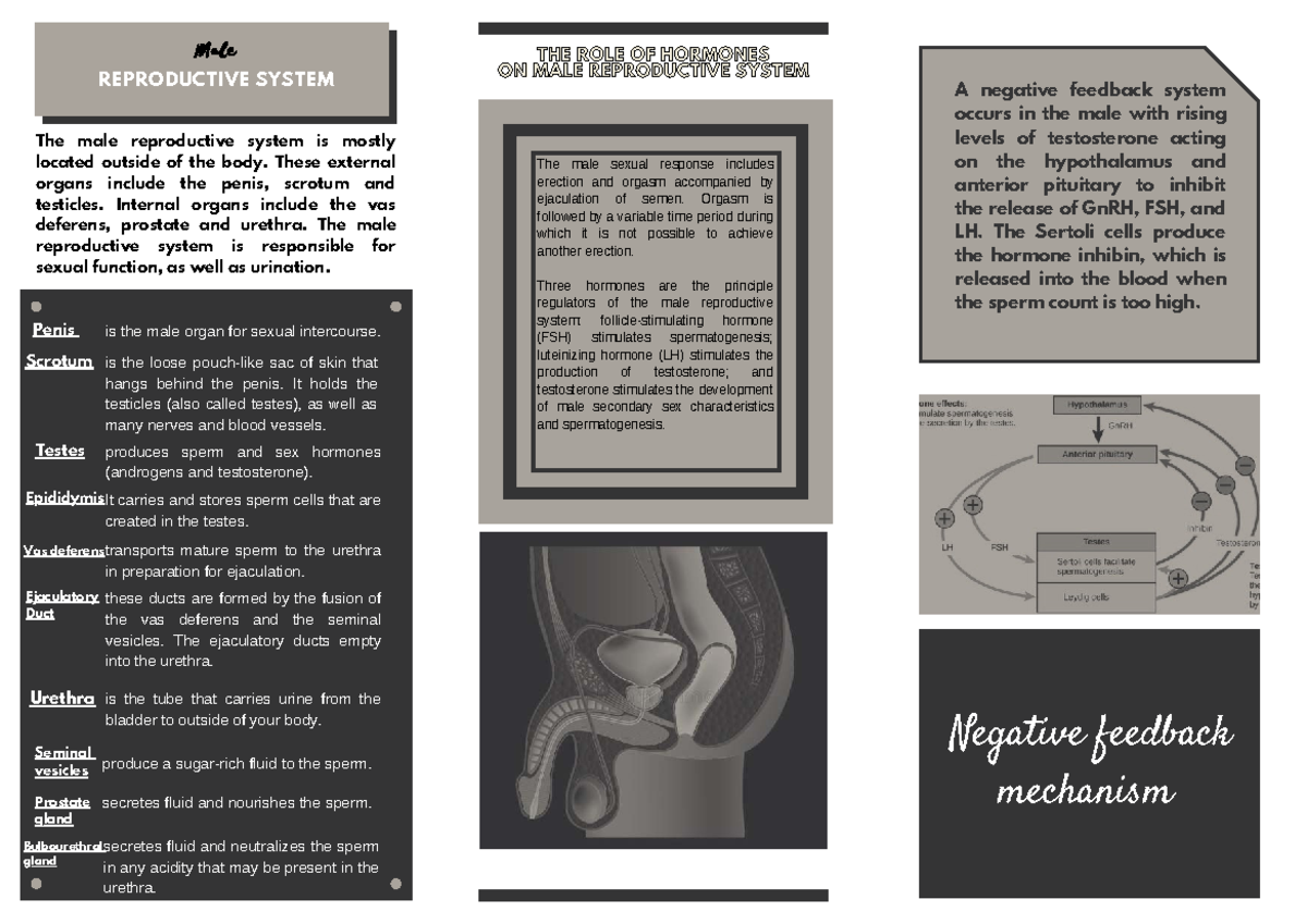 Male Reproductive System: Structure, Function, and Hormonal Regulation ...