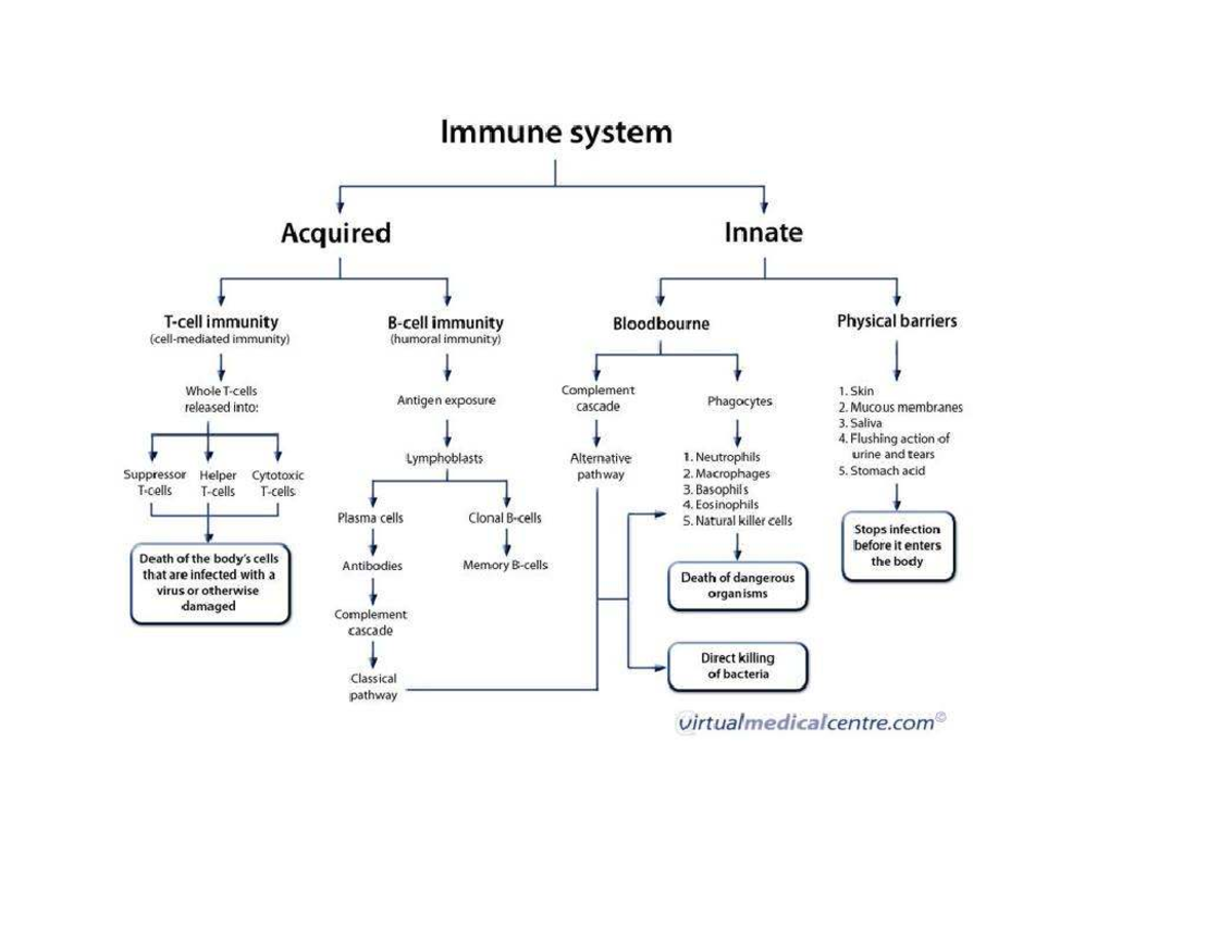 Immune System Overview: Acquired & Innate Immunity Flow Chart - Studocu
