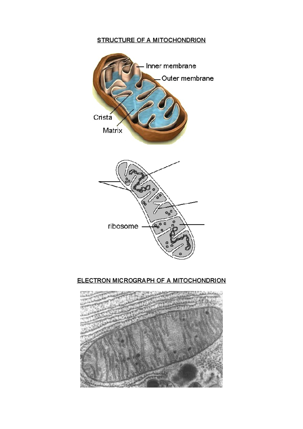 Mitochondrion structure - STRUCTURE OF A MITOCHONDRION ELECTRON ...