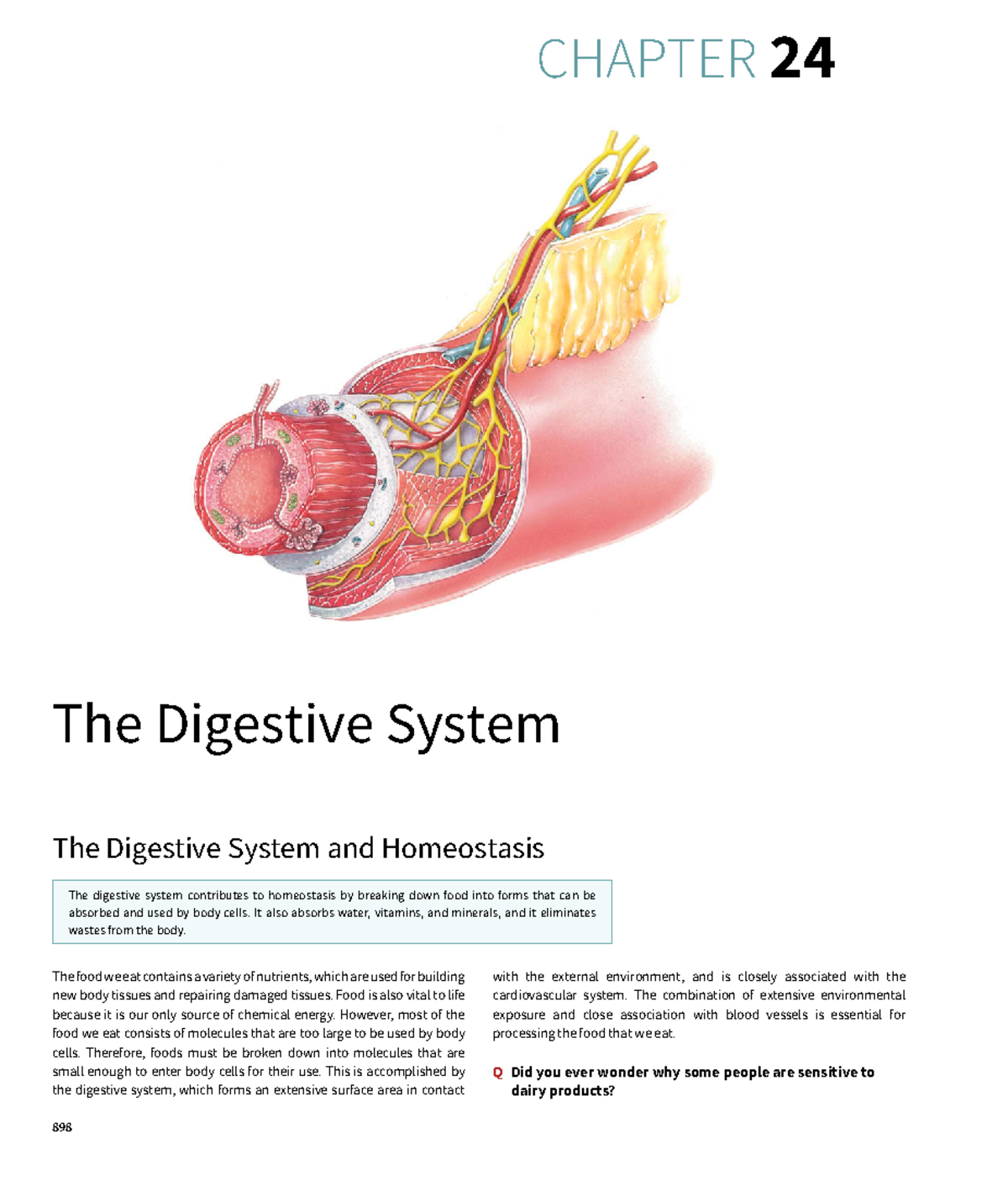 24 Digestive-System - Chapter 24 Digestive System - CHAPTER 24 The food we eat contains a ...