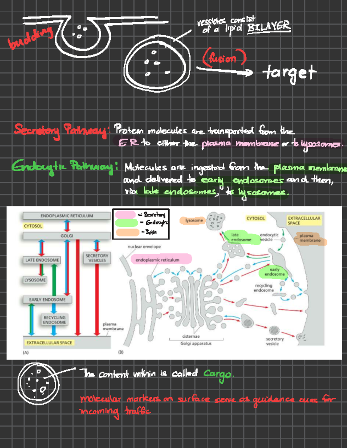 Merege and Split - Vesicles Notes for HUBI 3001 - Studocu