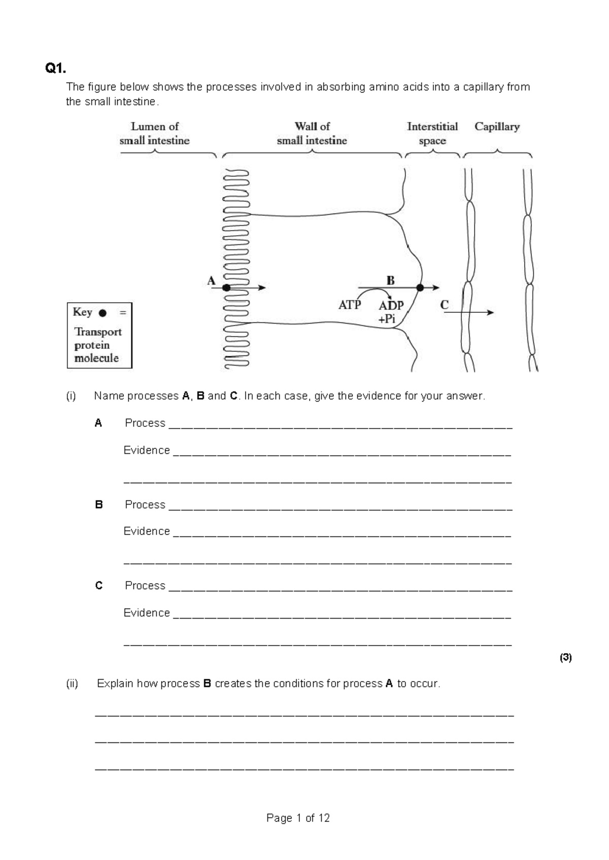 Digestion and Absorption Qs (Biology 101) - Exam Prep - Studocu