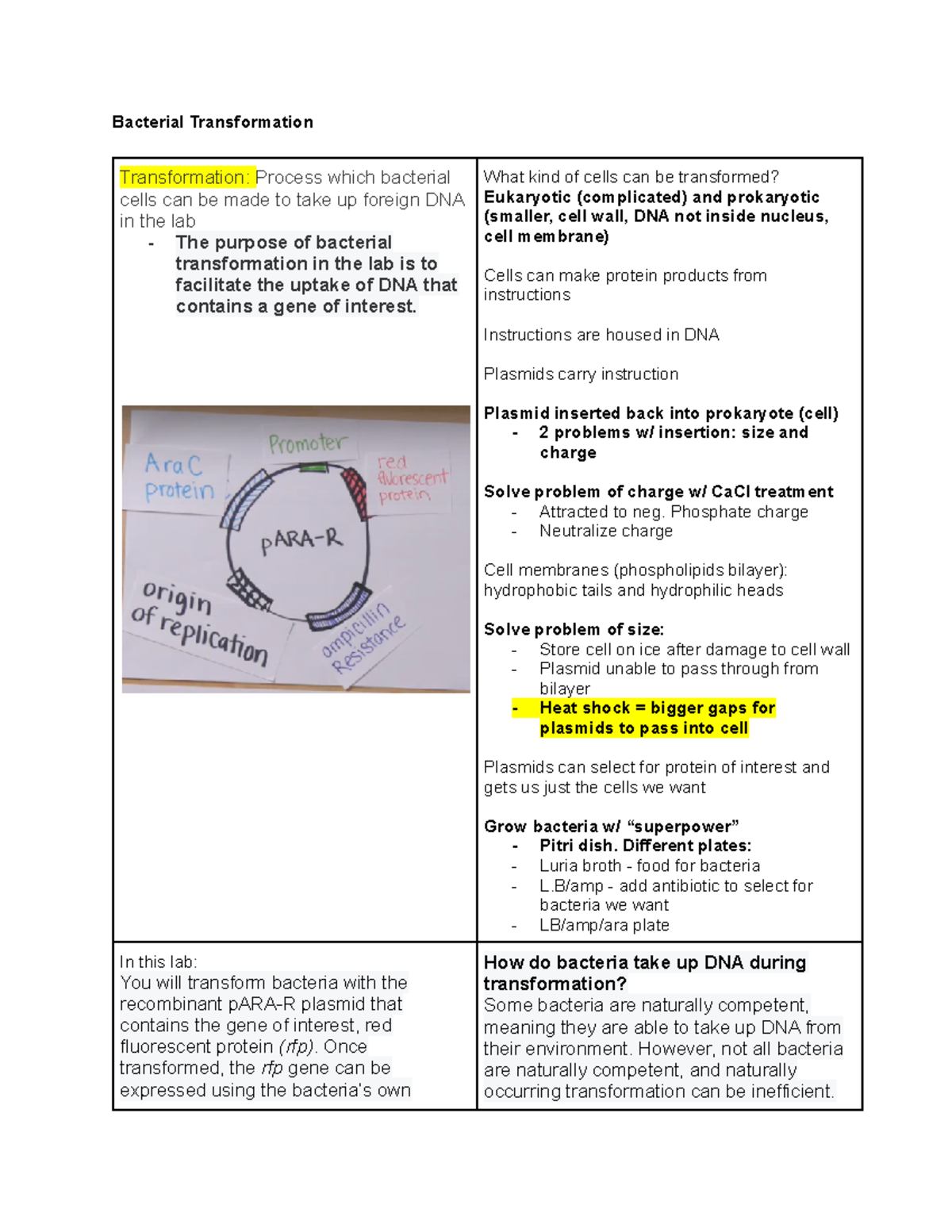 BIOL 1111 - Wk 7 - Bacterial Transformation Lab Overview - Studocu