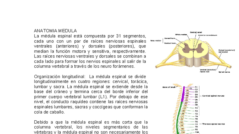 Anatomía de la Médula Espinal: Estructura y Síndromes (ANAT 101) - Studocu
