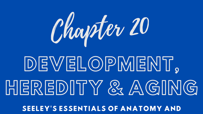 Anatomy & Physiology 010553: Chapter 20 - Development, Heredity & Aging ...