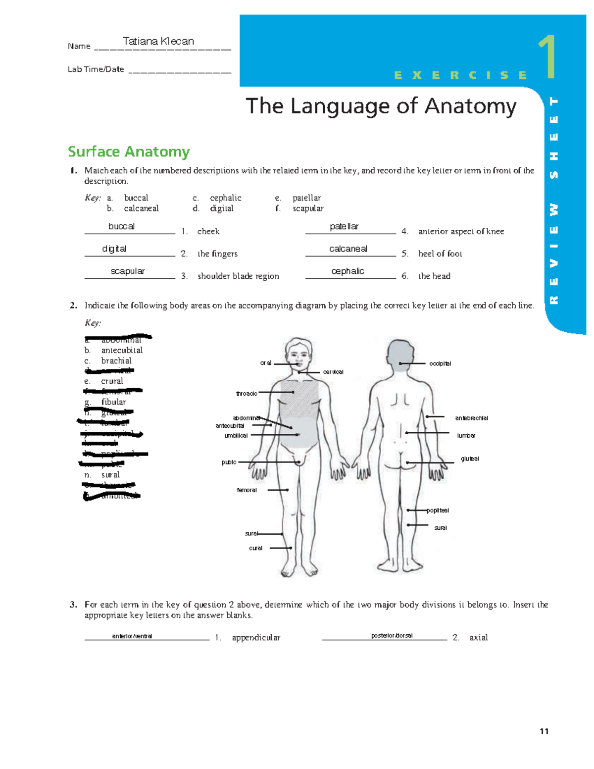 Lab 1 - anatomy the language of anatomy - ####### 11 Surface Anatomy 1 ...