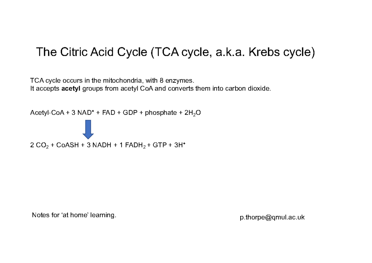 TCA Cycle Notes: Understanding Krebs Cycle Steps & Functions - Studocu