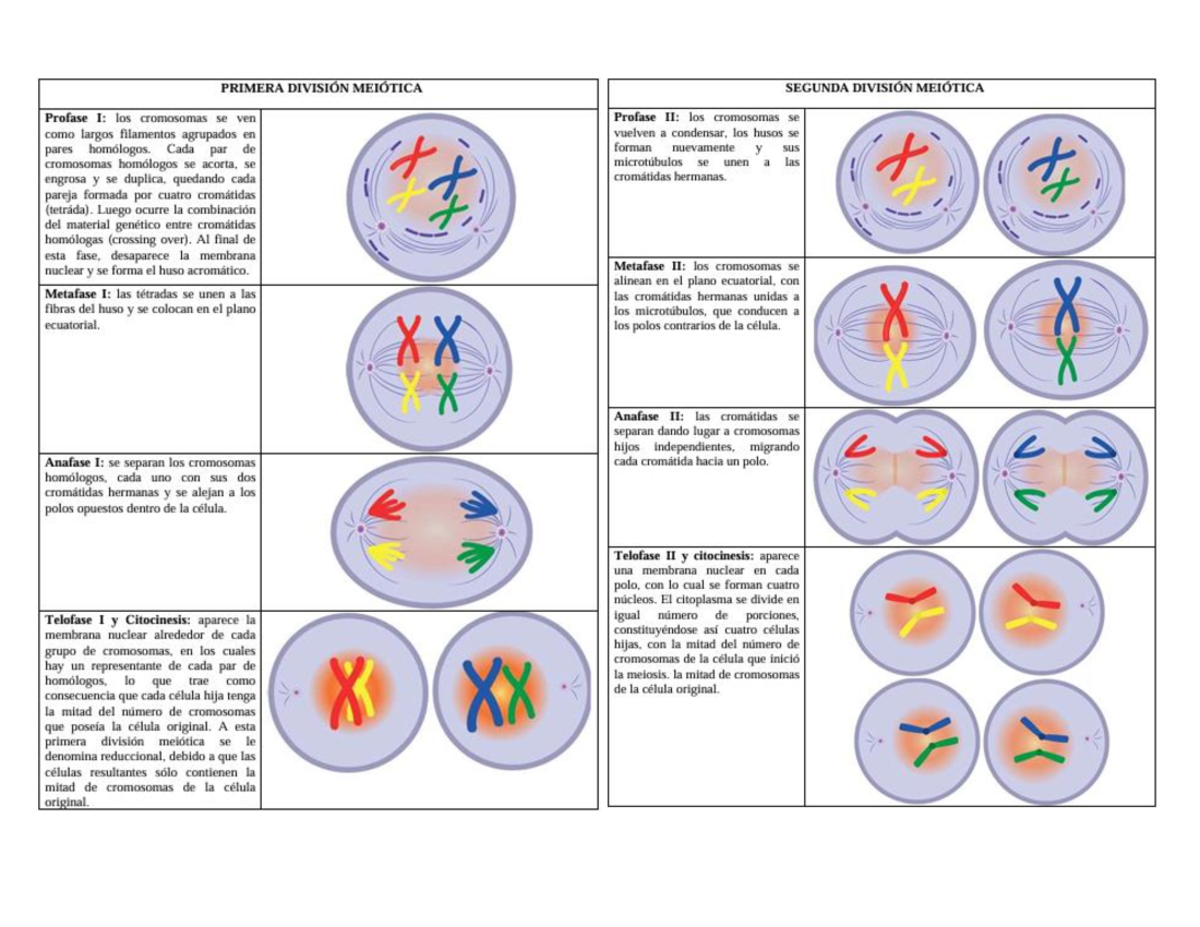 Título: Meiosis: Primera y Segunda División Meiótica en Detalle - Studocu