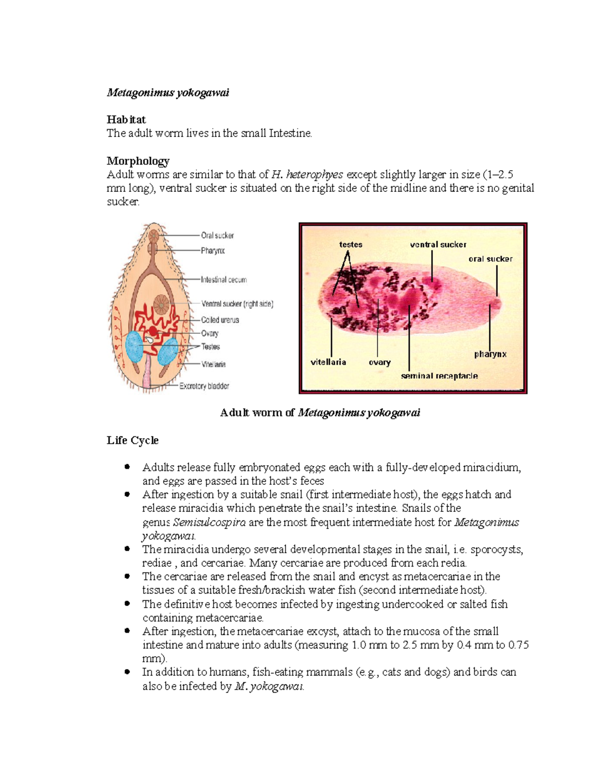 Metagonimus yokogawai: Life Cycle, Epidemiology & Treatment Overview ...