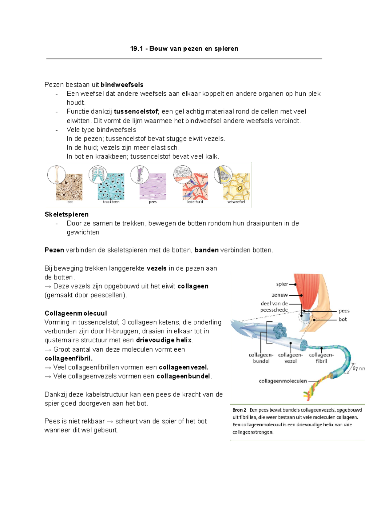 Biologie VWO 6 - Hoofdstuk 19 Samenvatting van Spieren en Pezen ...