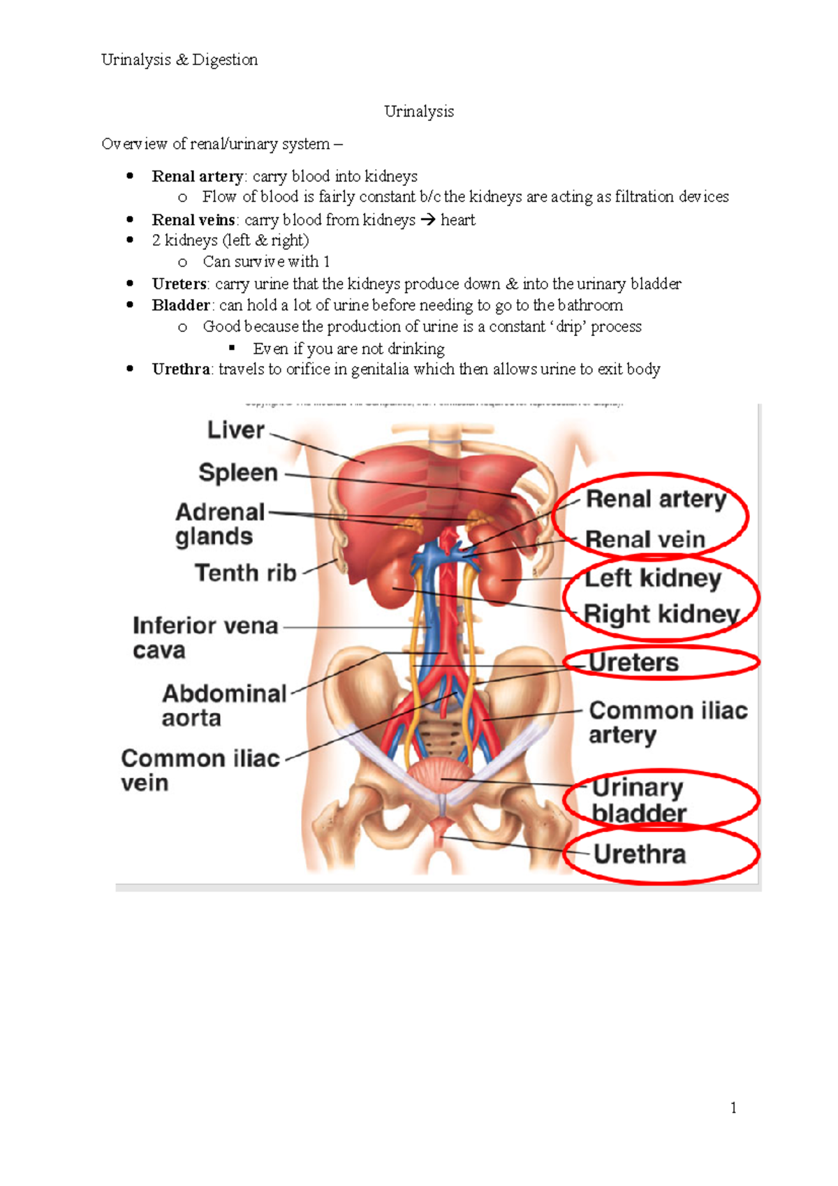(6) Urinalysis and Kidney Function Overview: Understanding Digestion ...