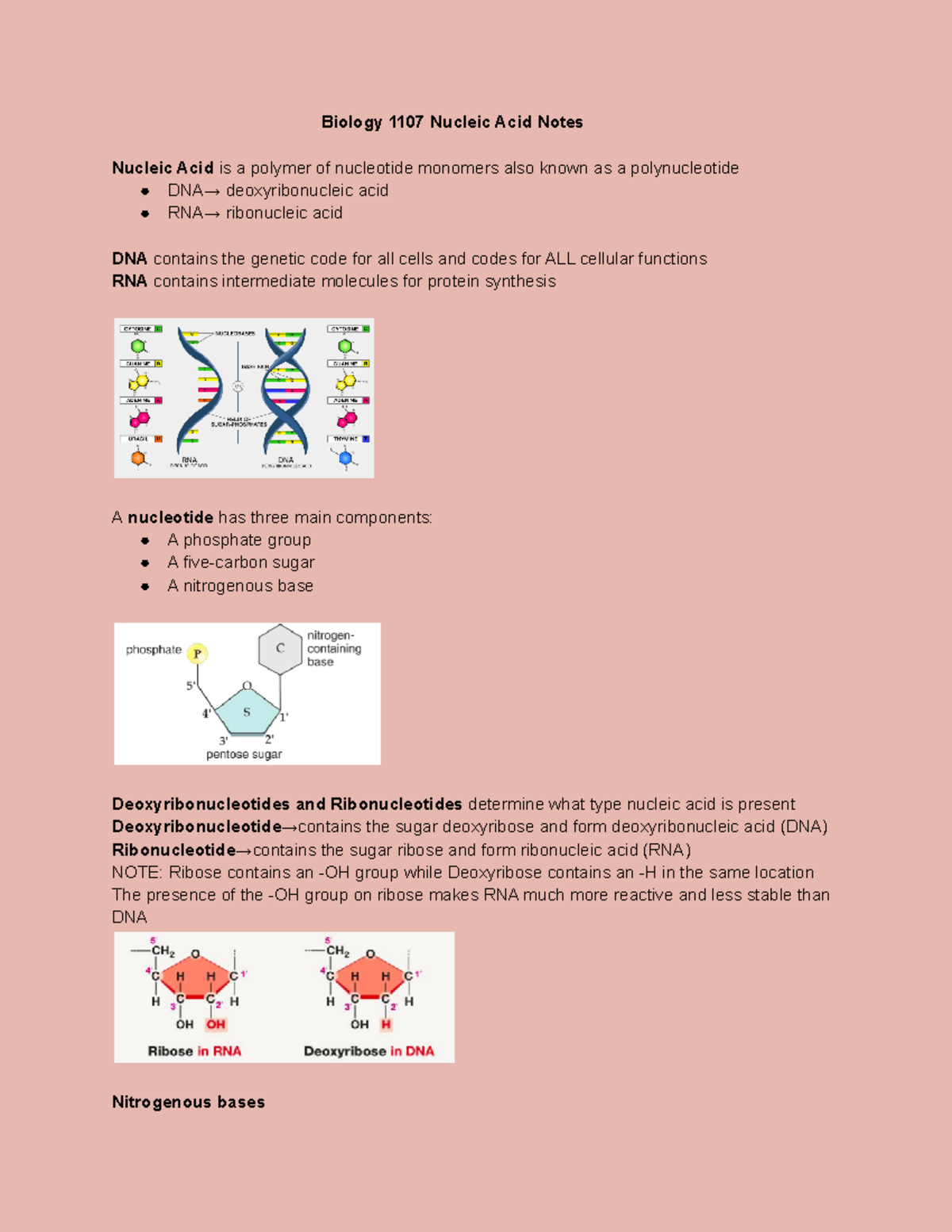 Biology 1107 Nucleic Acid Structure and Function Notes - Studocu