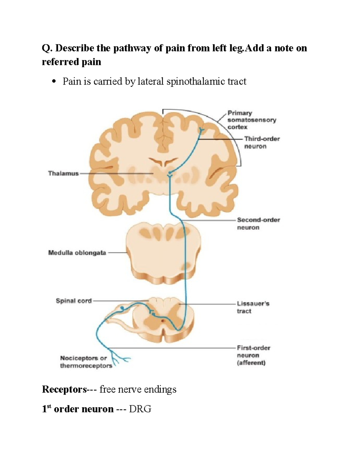 Pain Pathway and Referred Pain: A Study Guide (Course Code: PHR 101 ...