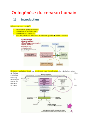 Chapitre 2 : Développement du Système nerveux (Ontogénèse et ...
