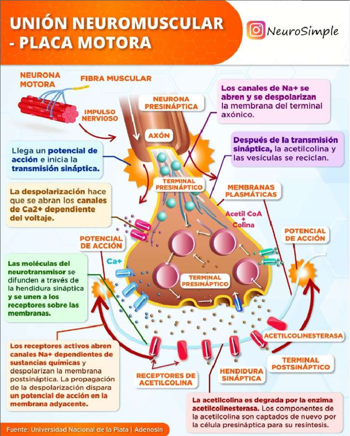 UNIÓN NEUROMUSCULAR: Placa Motora y Transmisión Sináptica - Studocu