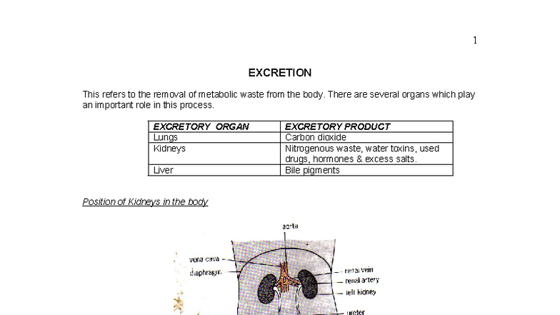 1 EXCRETION: Kidneys and Their Role in Waste Removal - Studocu